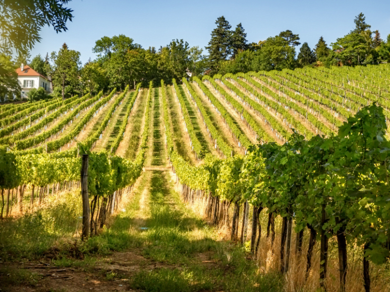Wine Tours in Vienna | Sip Your Way Across Vienna's Vineyards